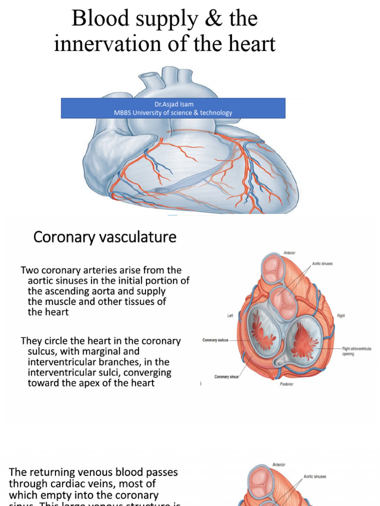 Blood Supply & Innervation of The Heart | PDF | Coronary Circulation ...