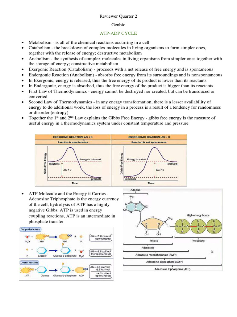 Genbio I Reviewer Quarter 2 | PDF | Cellular Respiration | Glycolysis