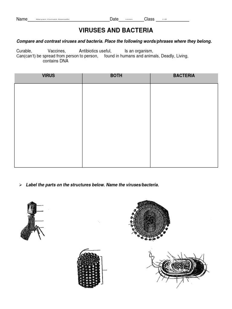 Viruses and Bacteria Worksheet | PDF