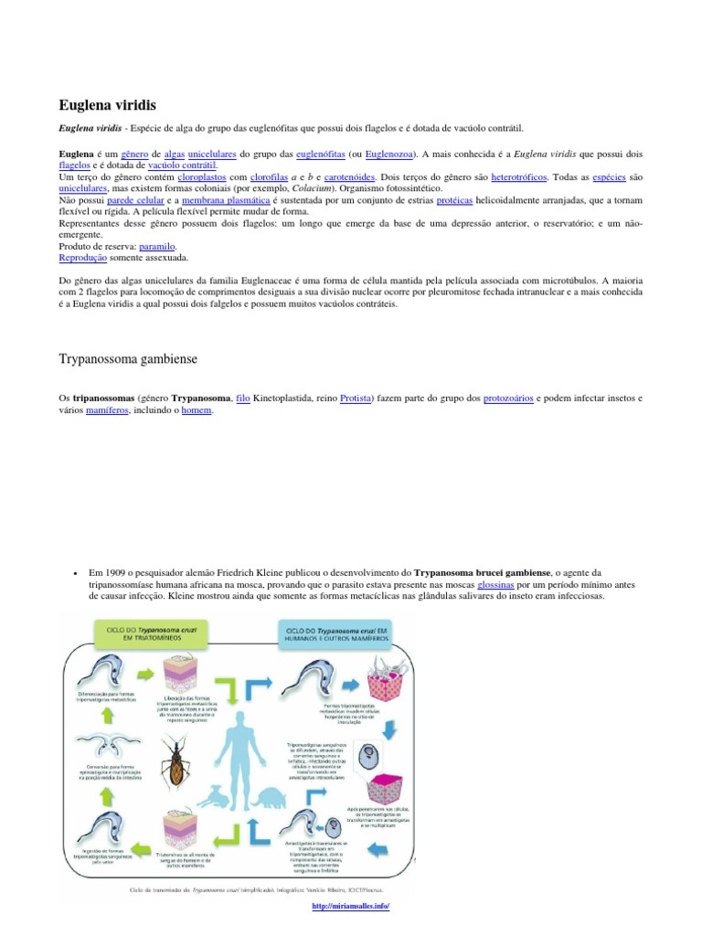 Euglena Viridis | PDF | Plasmodium | Microbiologia