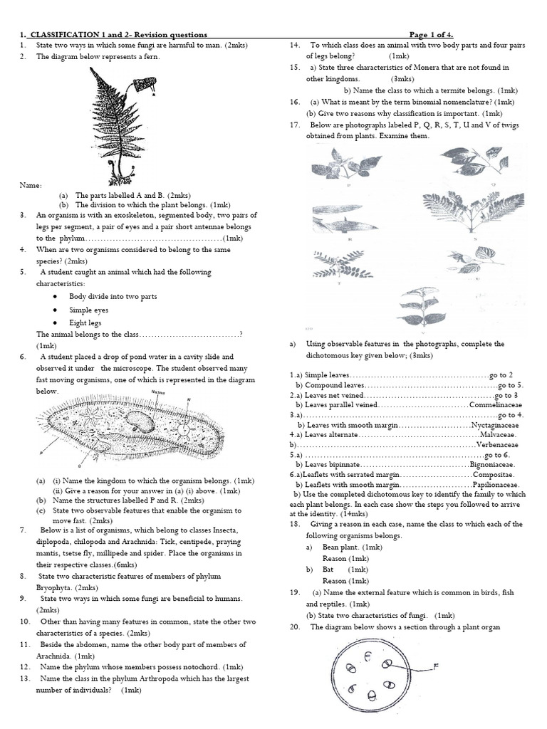 Classification 1 and 2. | PDF | Leaf | Taxonomy (Biology)
