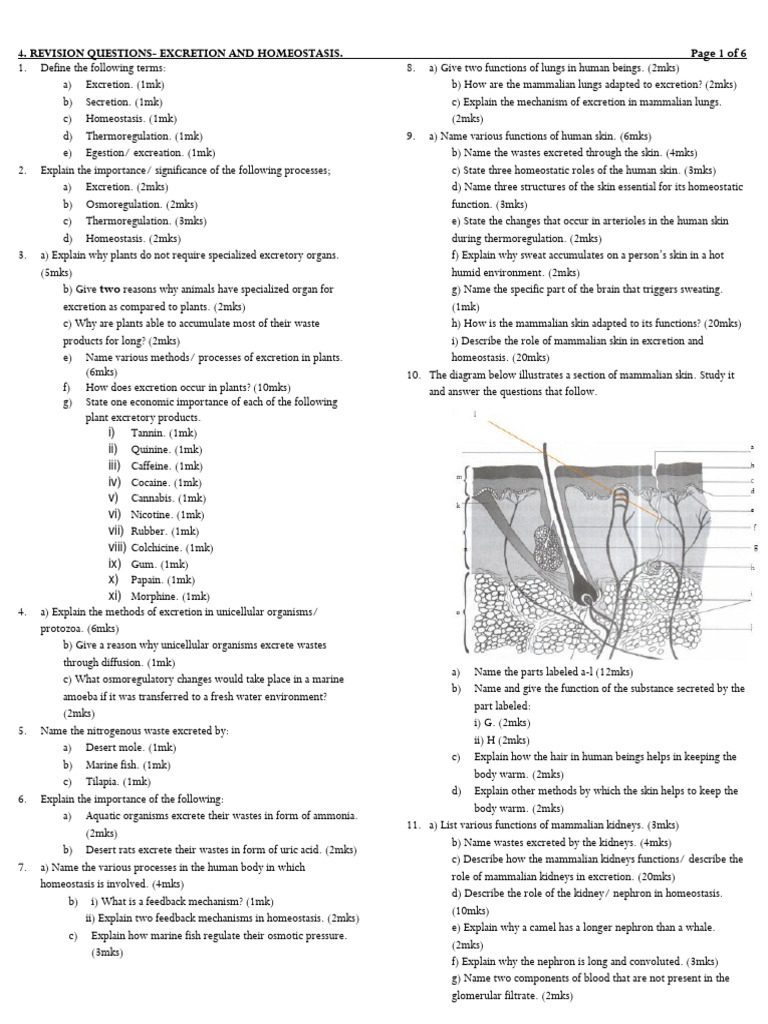 Excretion and Homeostasis | PDF | Kidney | Homeostasis