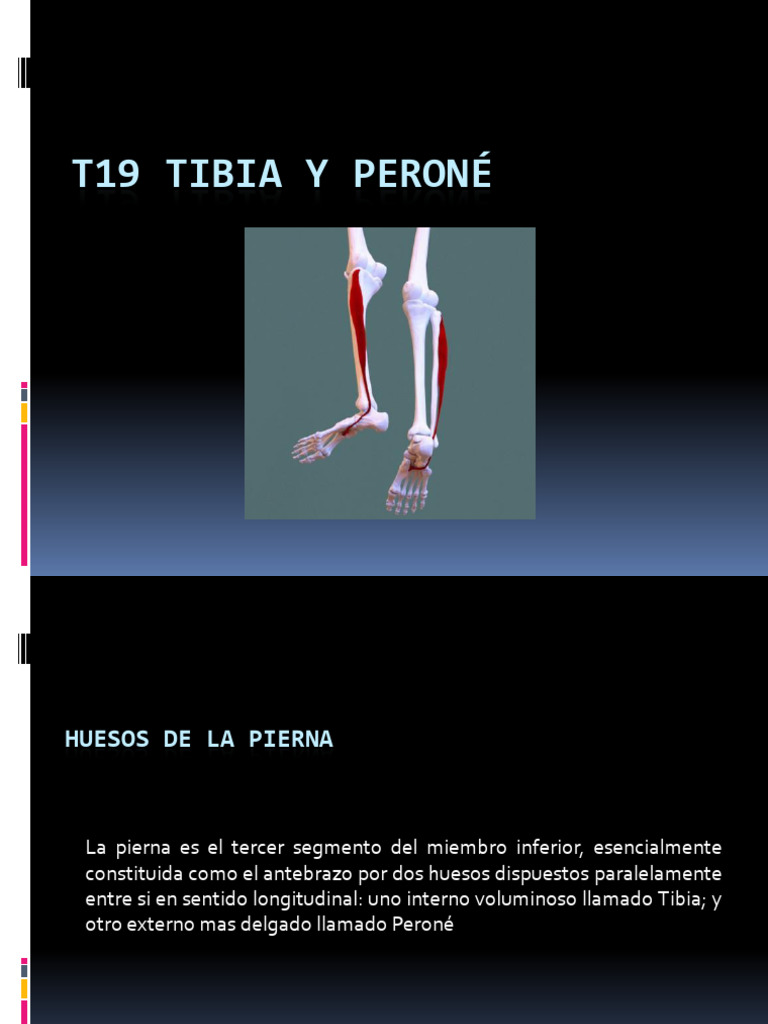 t19 Tibia y Peroné | PDF