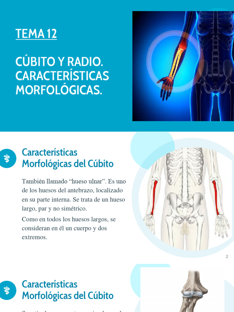 Tema 12. Cubito y Radio | PDF | Articulación | Sistema musculoesquelético