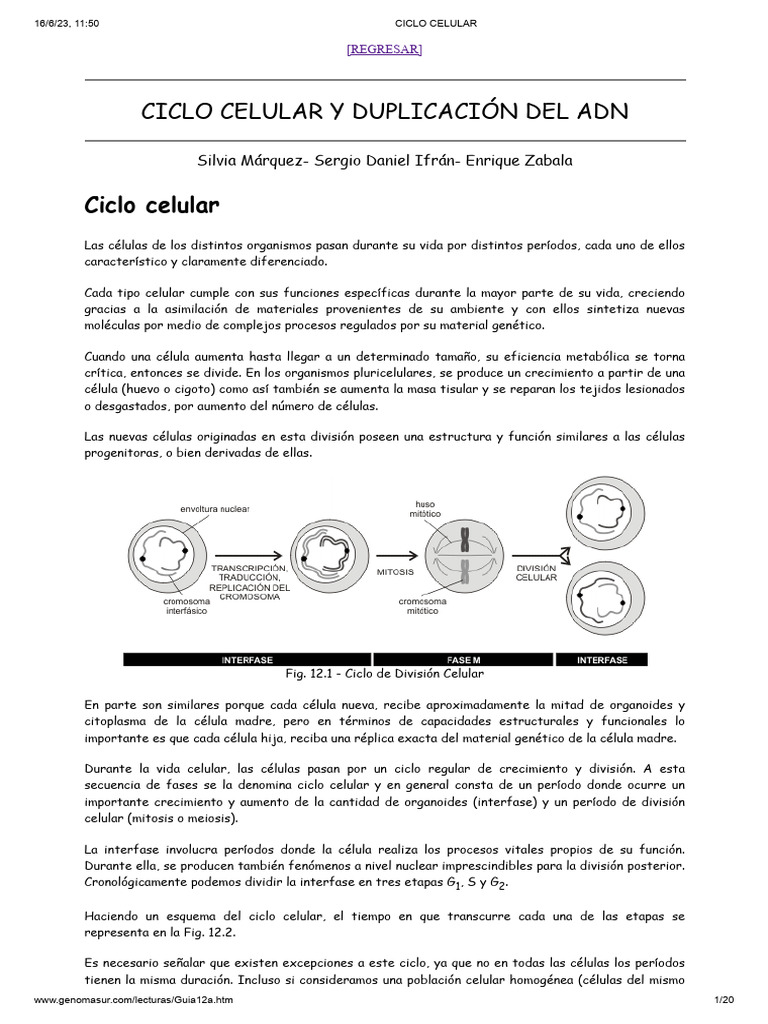 Ciclo Celular | PDF | Replicación De Adn | P53