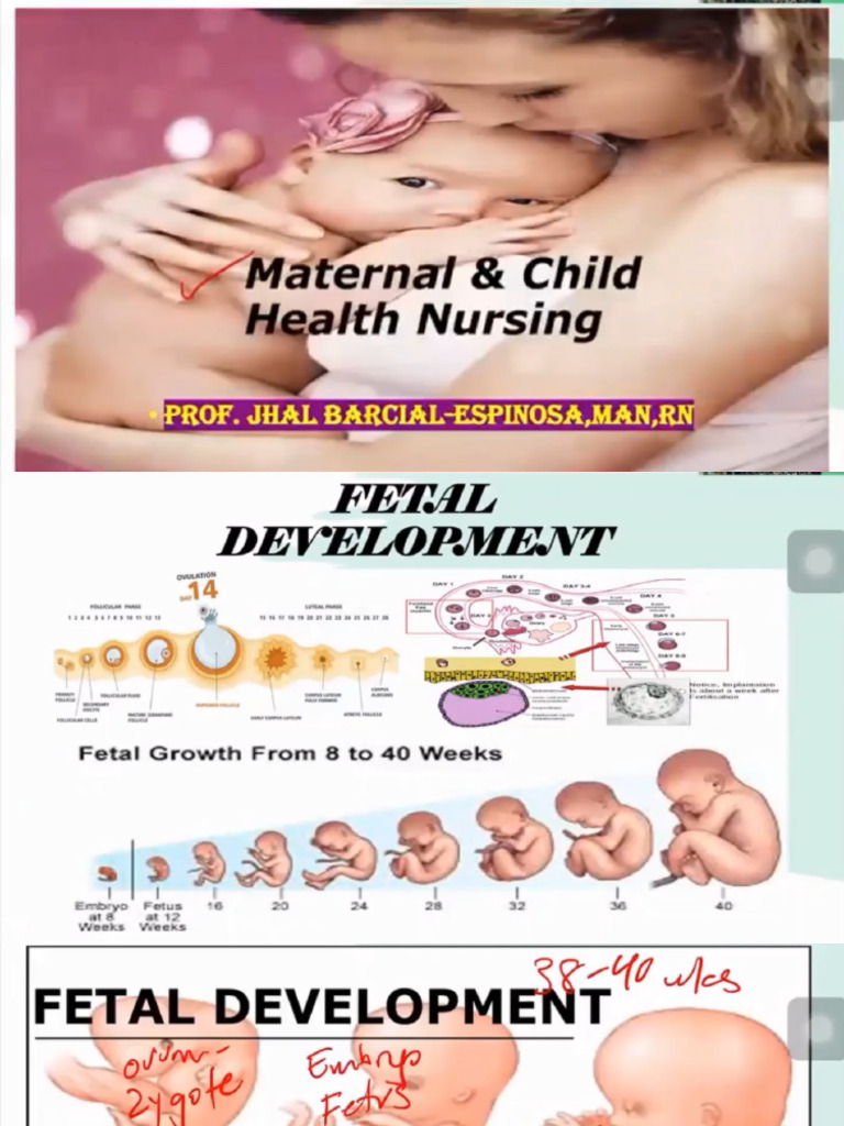 Milestones of Fetal Development | PDF
