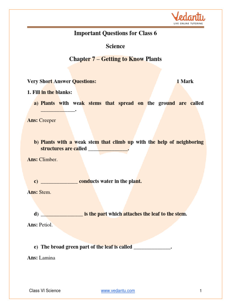 Getting To Know Plants | PDF | Leaf | Shrub