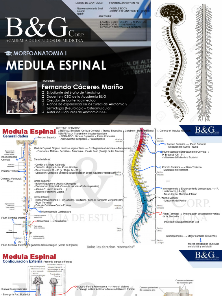 Medula Espinal | PDF | Médula espinal | Sistema nervioso