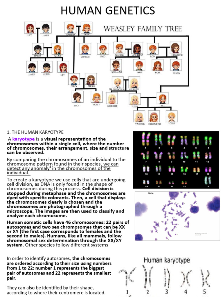 UNIT. Human Genetics | PDF | Genetic Disorder | Chromosome