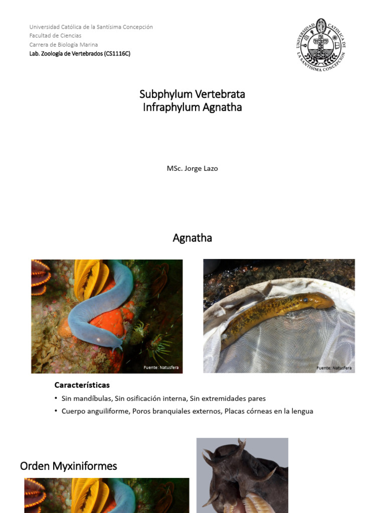 Vertebrata Agnatha | PDF