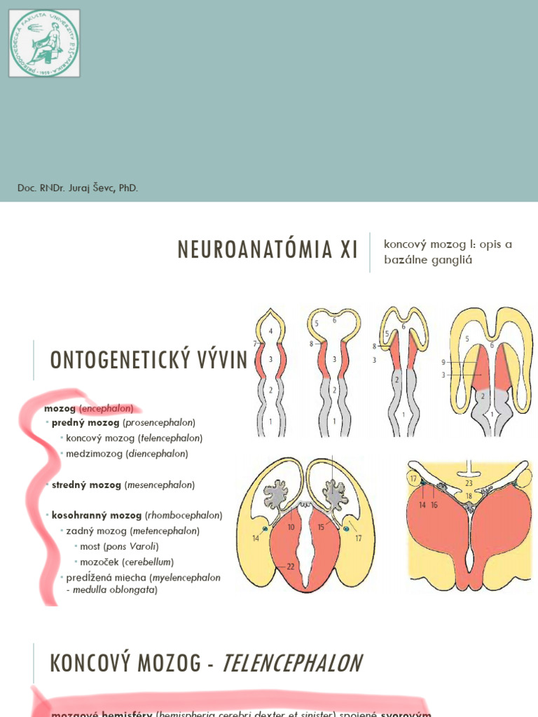 09 - Koncovy Mozog I - BG A Limbický Systém | PDF