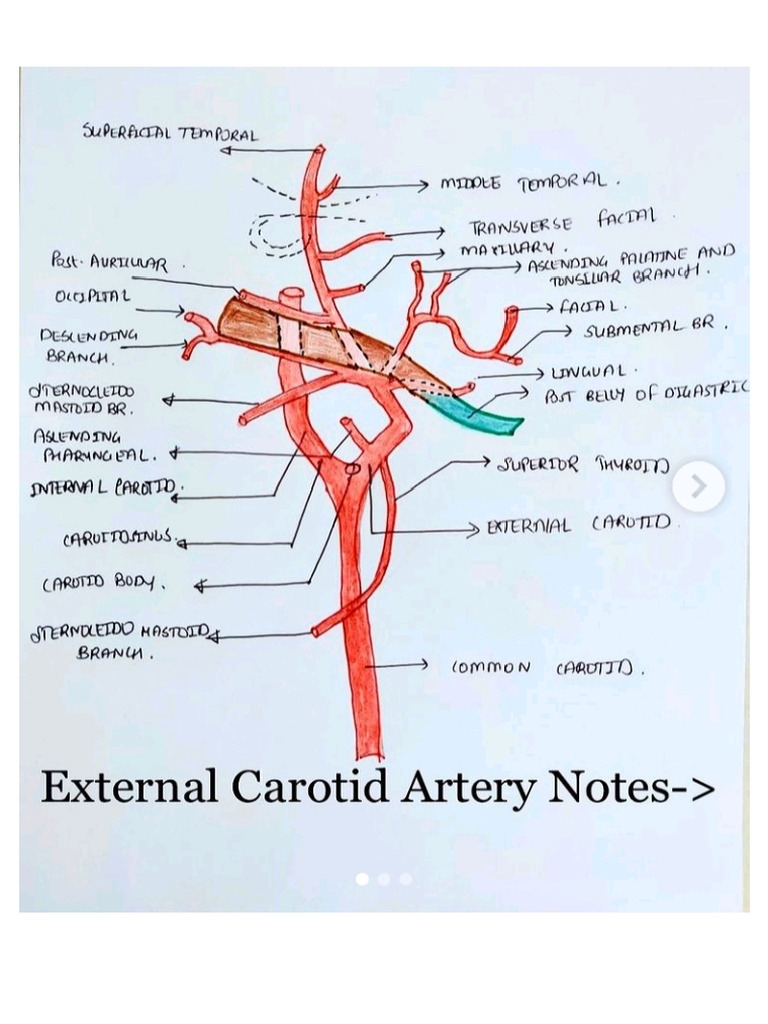 Anat Notes | PDF