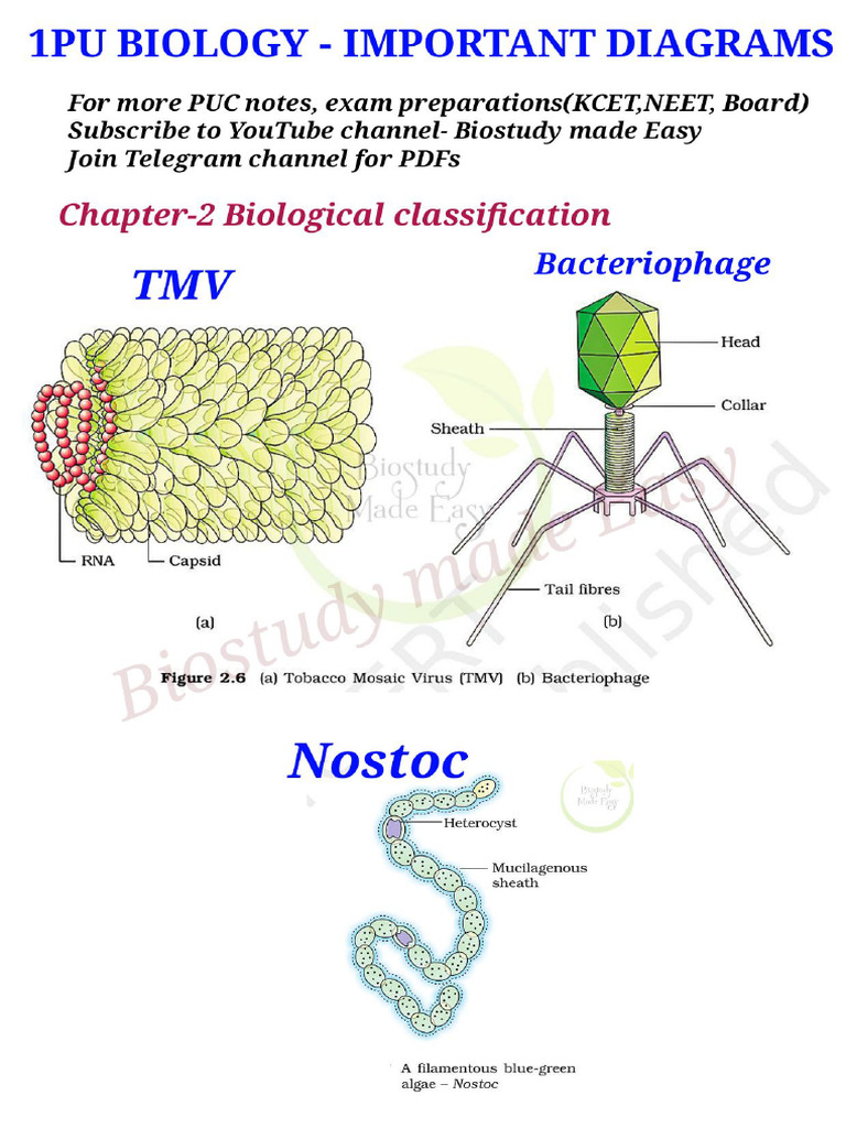 1PU Important Diagrams | PDF