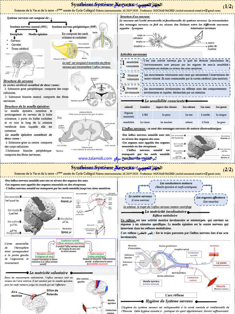 Synthèse sur le Système Nerveux | PDF | Système nerveux | Nerf