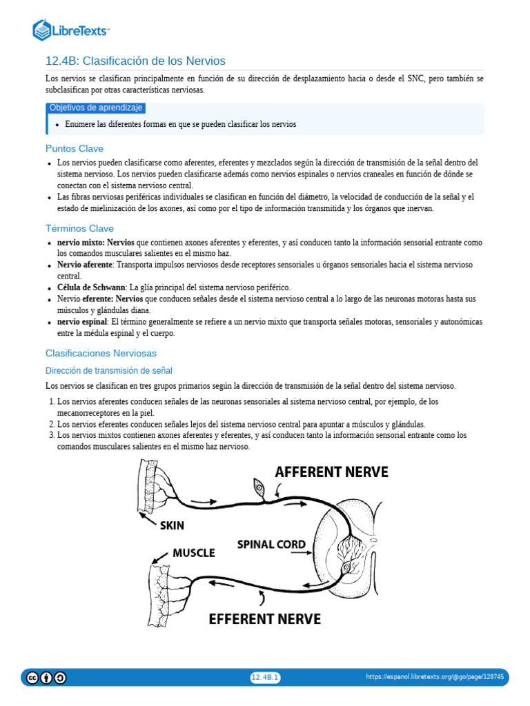 12.4B - Clasificación de Los Nervios | PDF | Sistema nervioso | Nervio