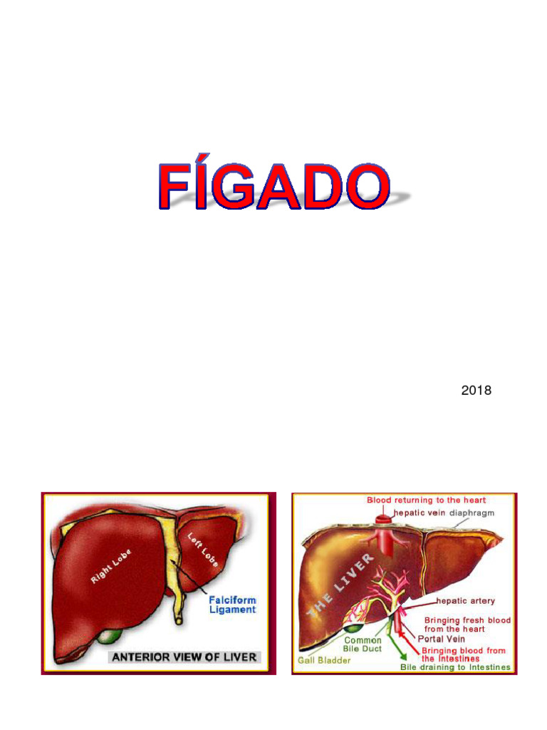 7 Fígado 2014 | PDF | Bile | Fígado 7 Fígado 2014 | PDF | Bile | Fígado