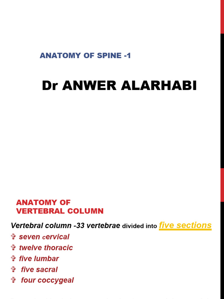 Spinal Anatomy | PDF