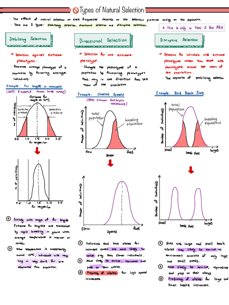 Types of Natural Selection - FactRecall | PDF
