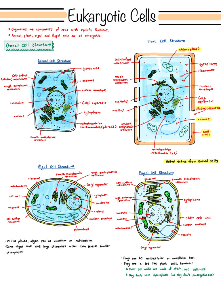 Eukaryotic Cells - FactRecall | PDF