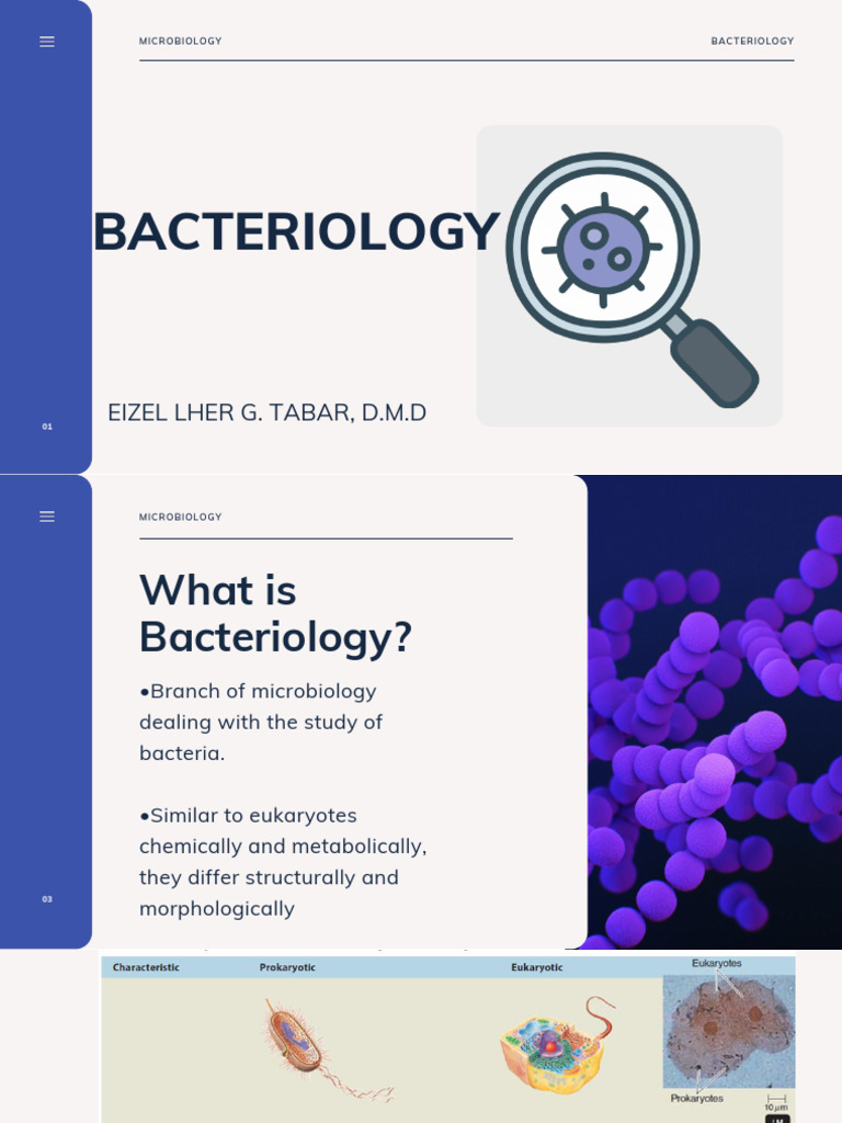 Bacteriology Cell Wall Handout | PDF
