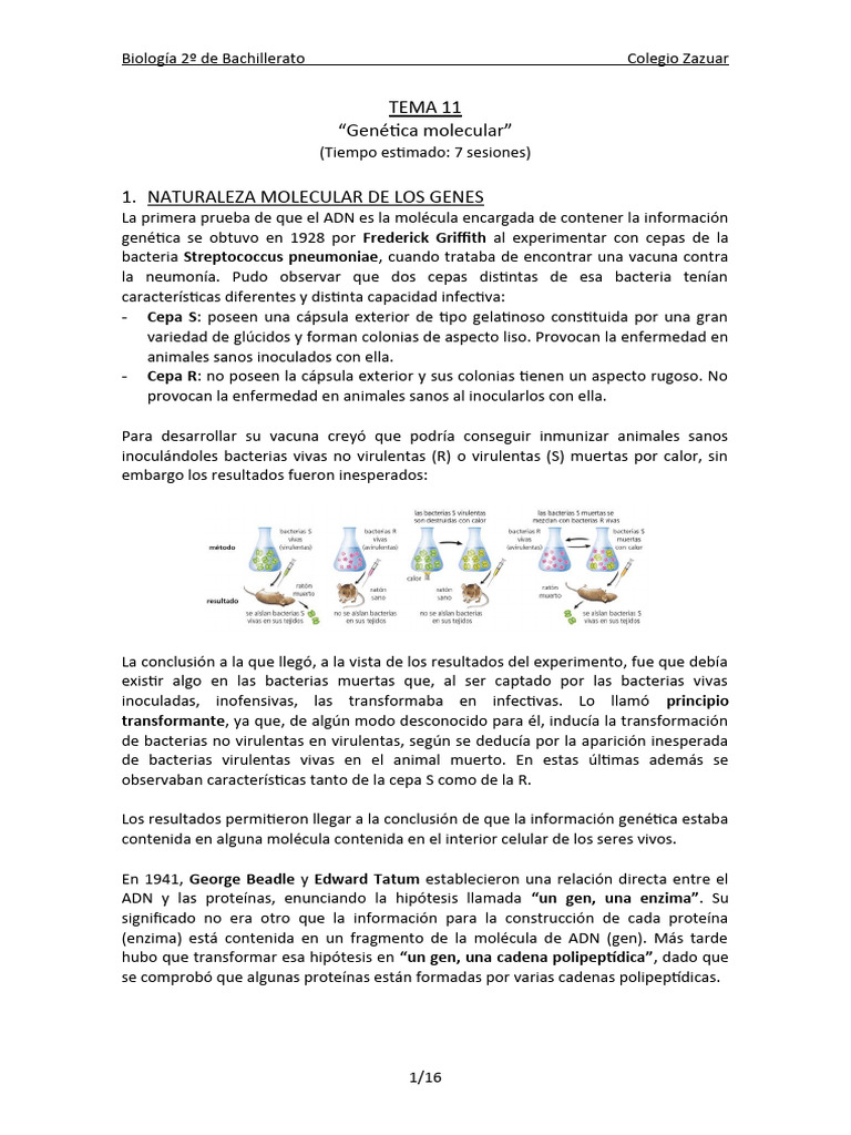 Tema 11 - ESQUEMA CLASE | PDF | Replicación De Adn | Adn