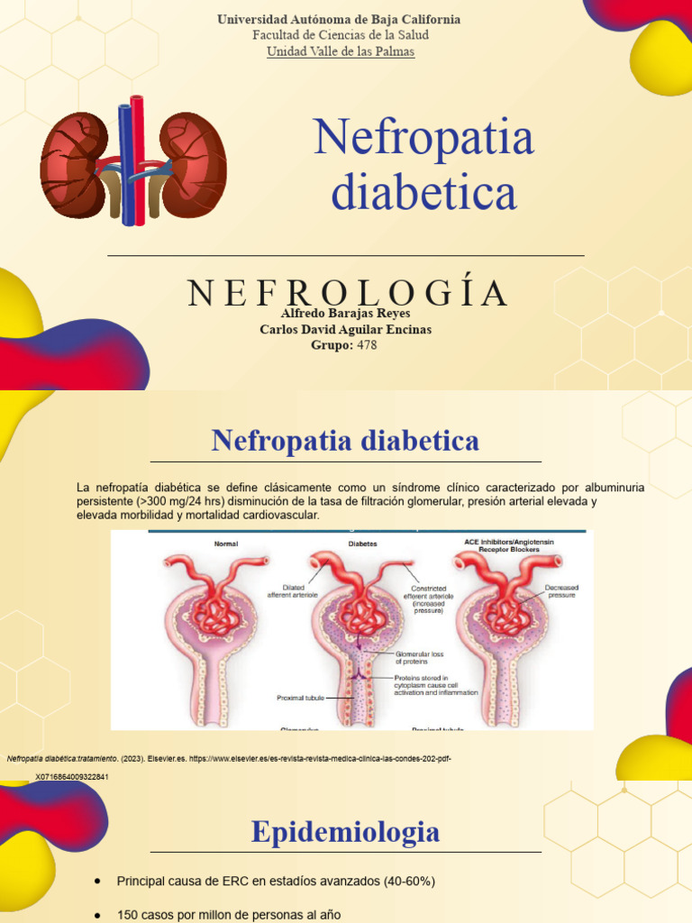 Nefropatia Diabetica | Descargar gratis PDF | Diabetes | Enfermedad ...