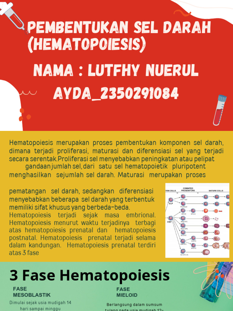 Pembentukan Darah PPT Compressed - PPTX - 20240201 - 214805 - 0000 | PDF