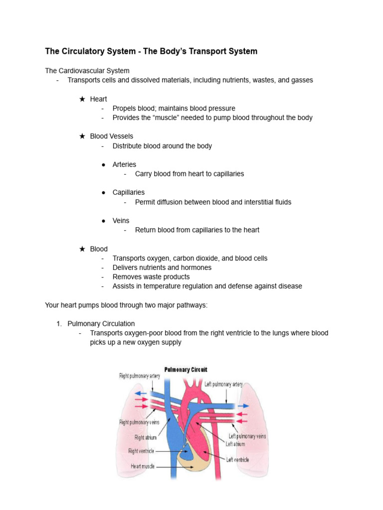 Lesson 1 - The Circulatory System | PDF