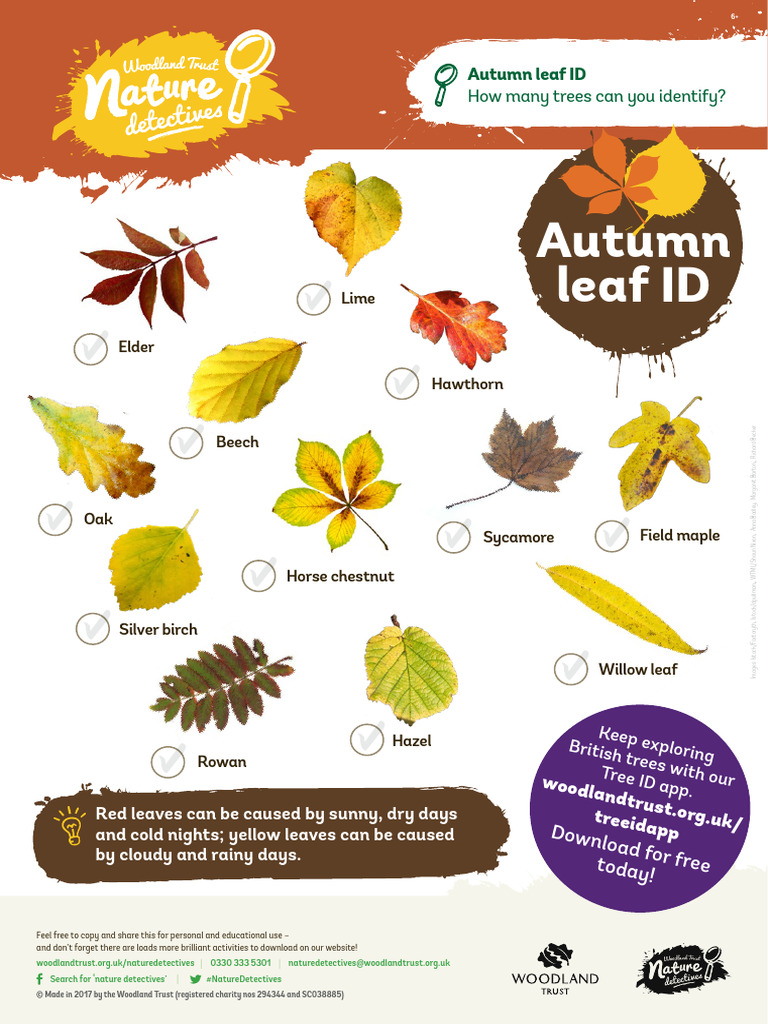 Autumn Leaf ID | PDF