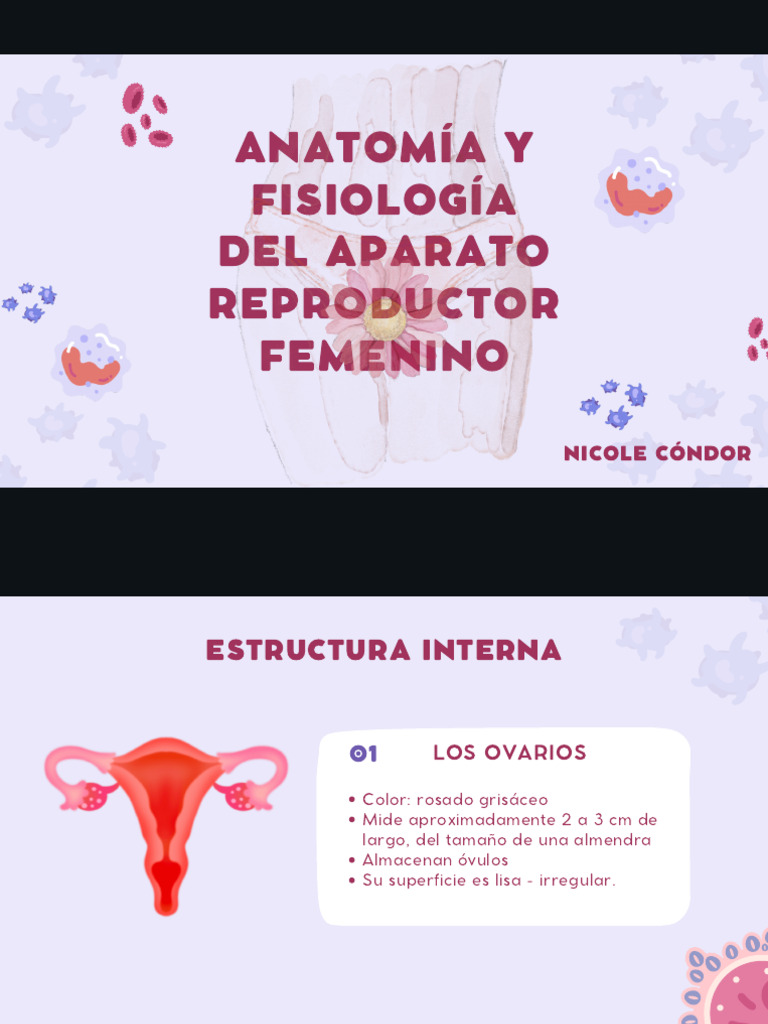 ANATOMíA Y FISIOLOGíA DEL APARATO REPRODUCTOR FEMENINO-fusionado | PDF ...