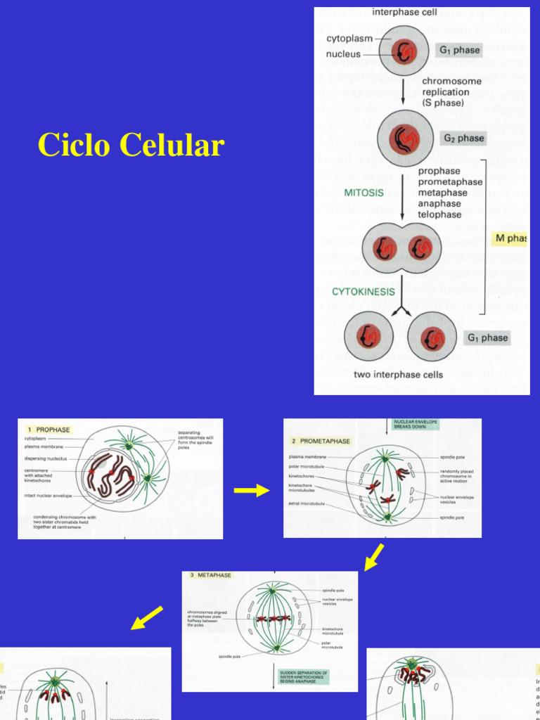 Ciclo Celular 2 2019 | PDF