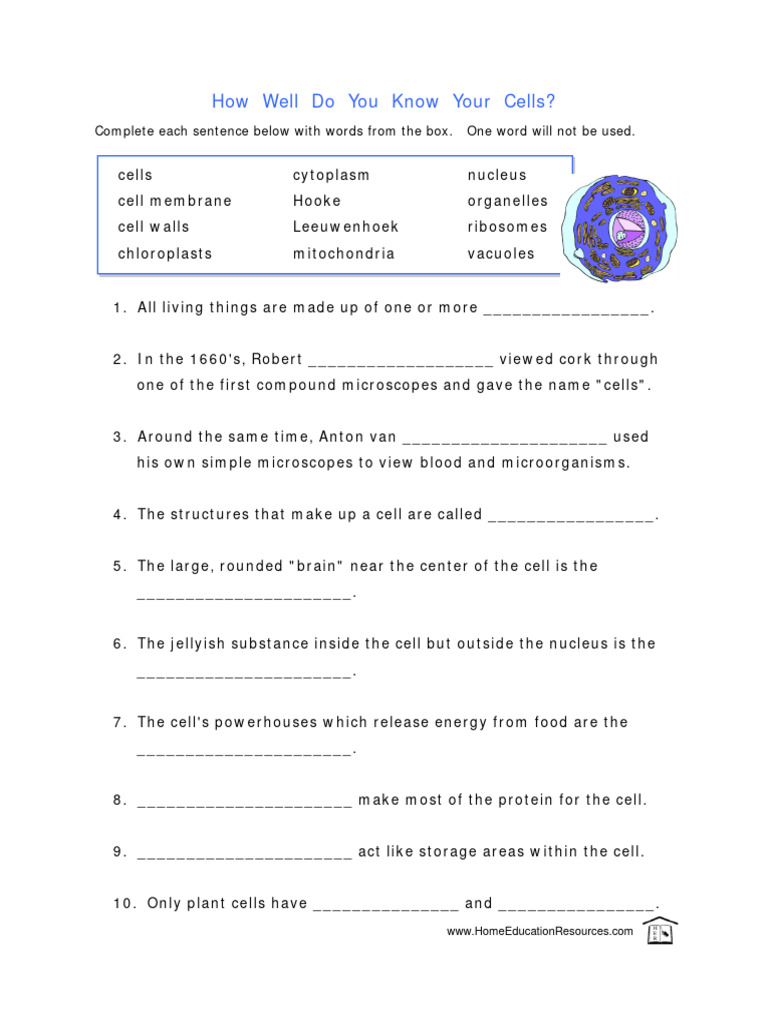 Cells Worksheets | Download Free PDF | Cell (Biology) | Mitosis
