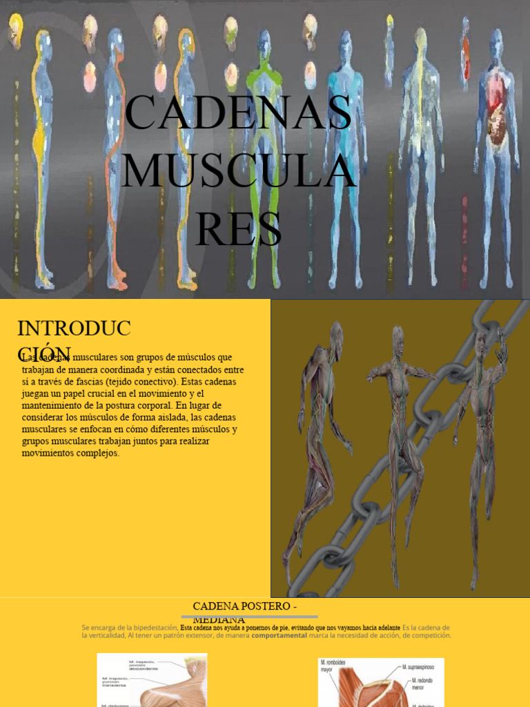 Cadenas Musculares | PDF