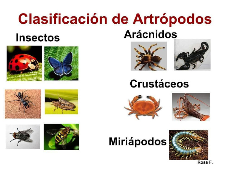 Antropodo | PDF