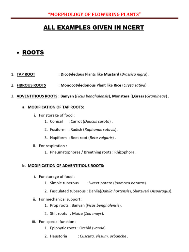 Morphology of Plant (All Examples in Ncert) | PDF