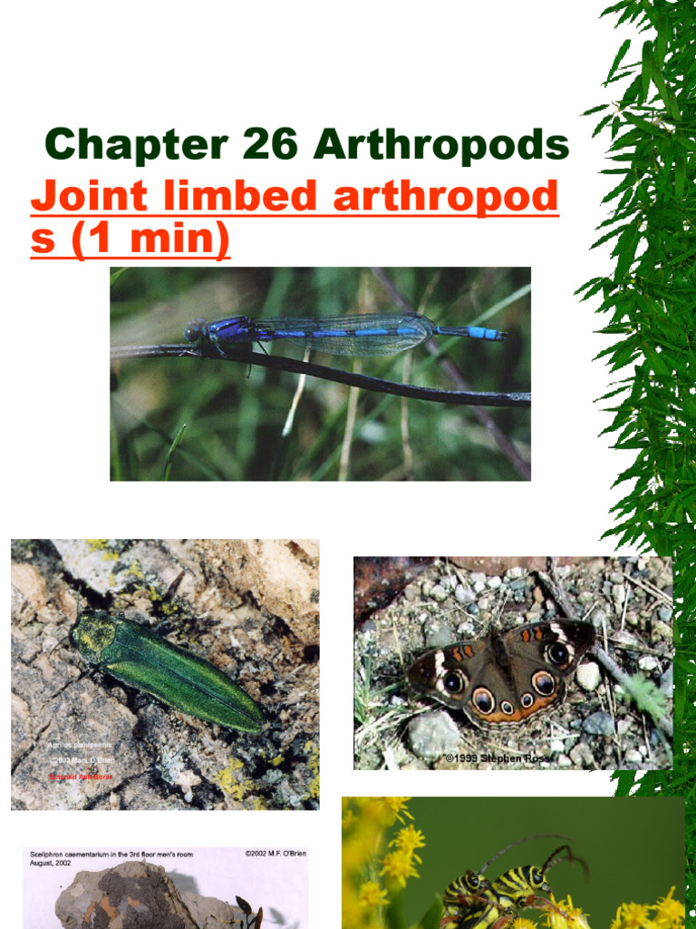 Chapter 26 Notes Arthropods | PDF | Spider | Insects