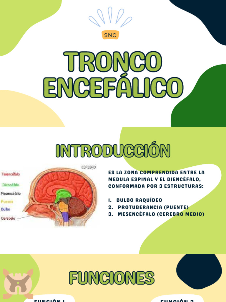 Tronco Encefálico | PDF