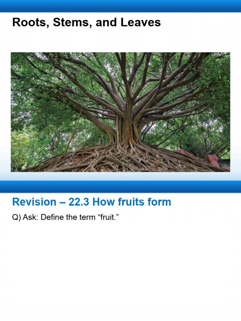 Ch 23.1 Roots^J Stems ^0 Leaves | PDF