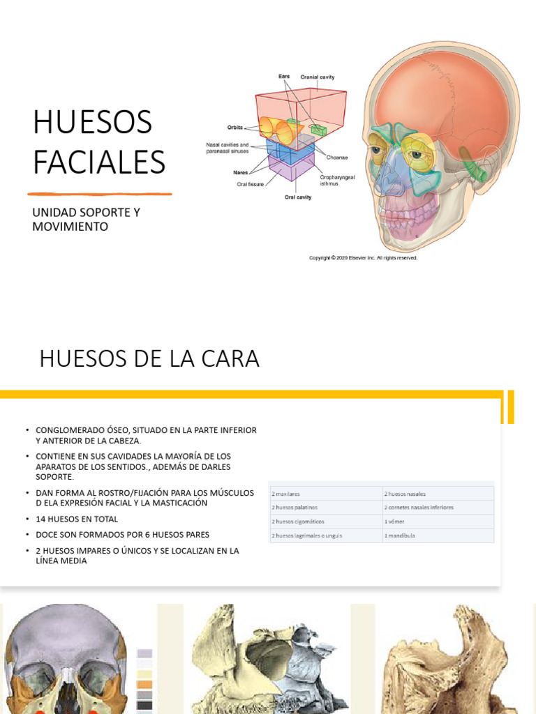 Anatomía de los Huesos Faciales | PDF