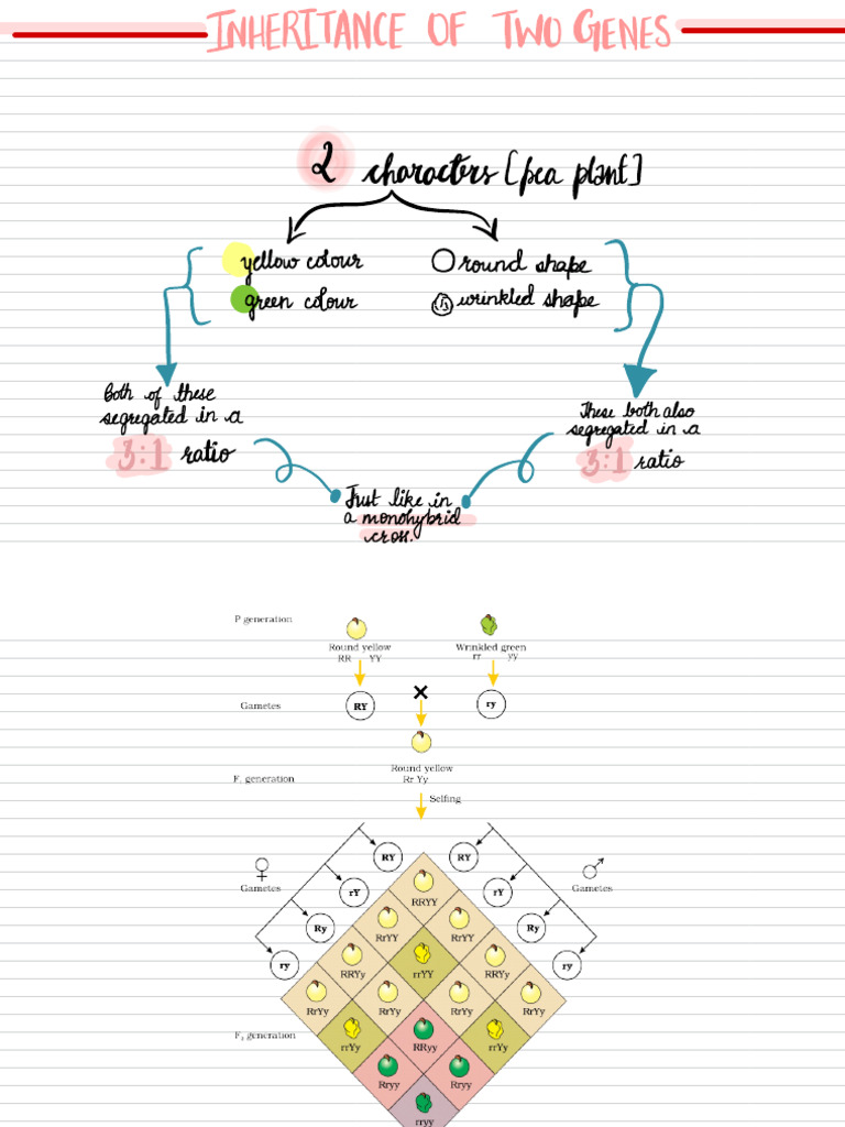 Genetics Notes | PDF