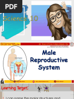 Labeled Male Reproductive System Diagram | PDF | Science & Mathematics