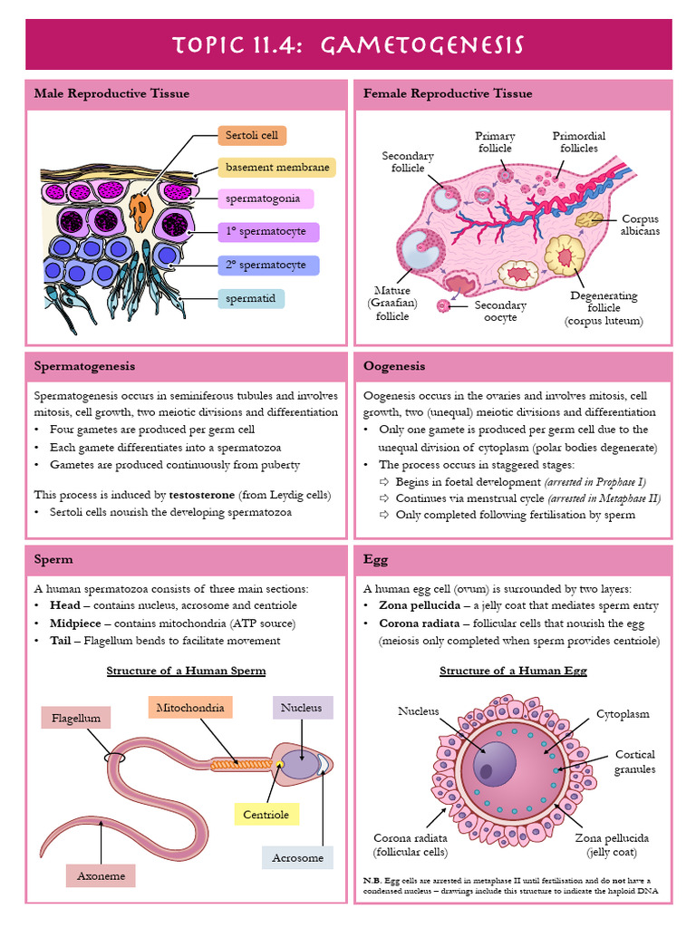 11.4 Gametogenesis | PDF
