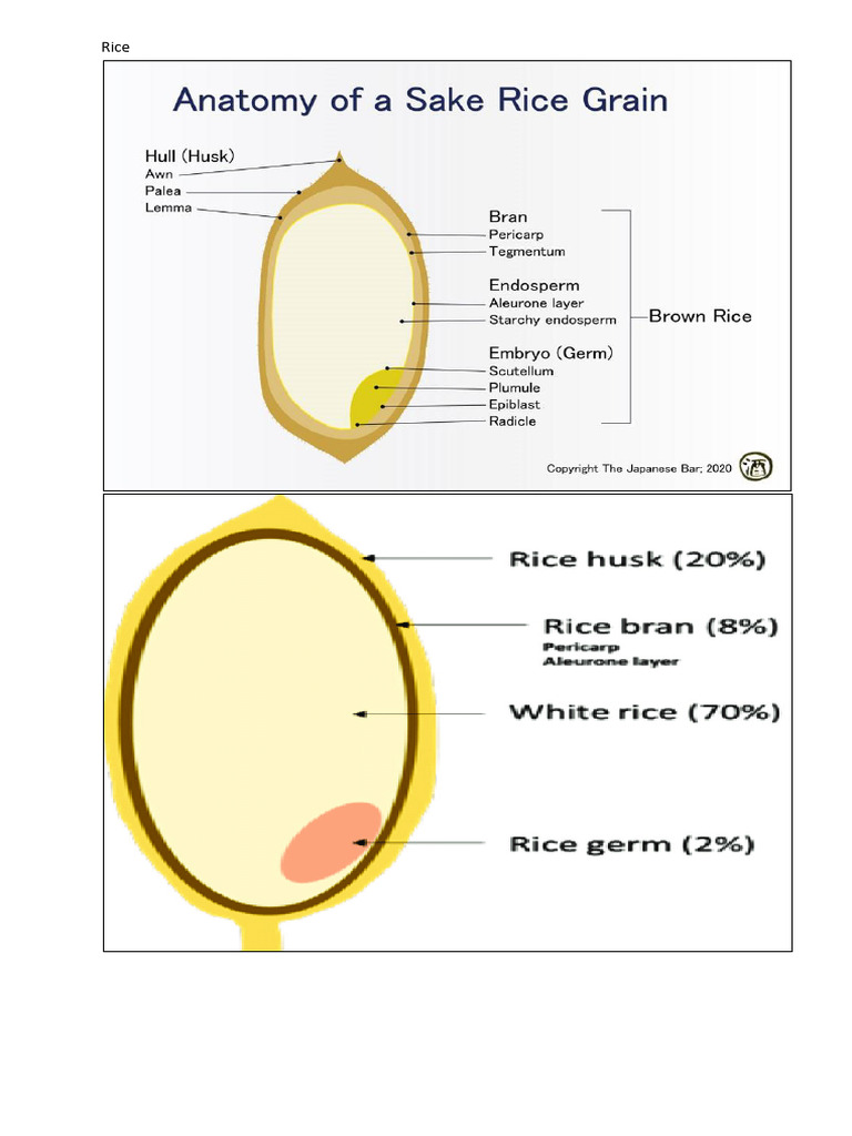 TCP - U 3 Rice | PDF | Rice | Seed