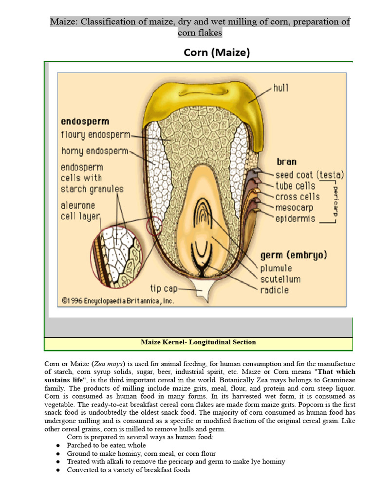 TCP - U 4 Maize | PDF