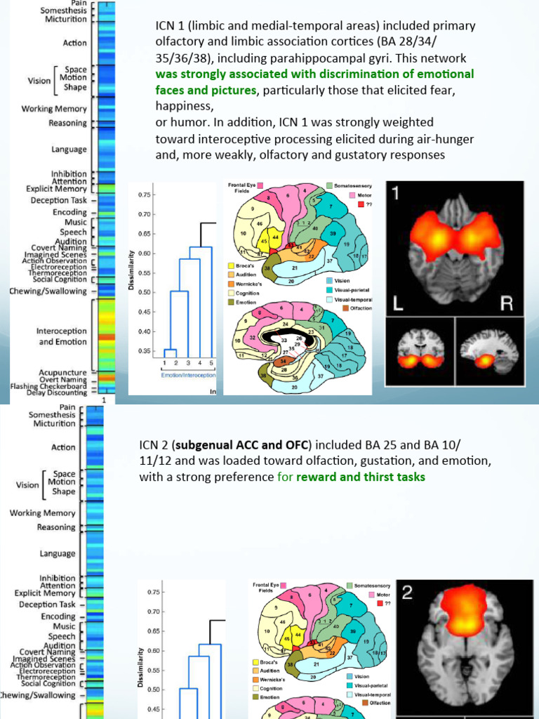 20 ConnectivityNetworks - Laird | PDF | Visual Cortex | Cerebrum