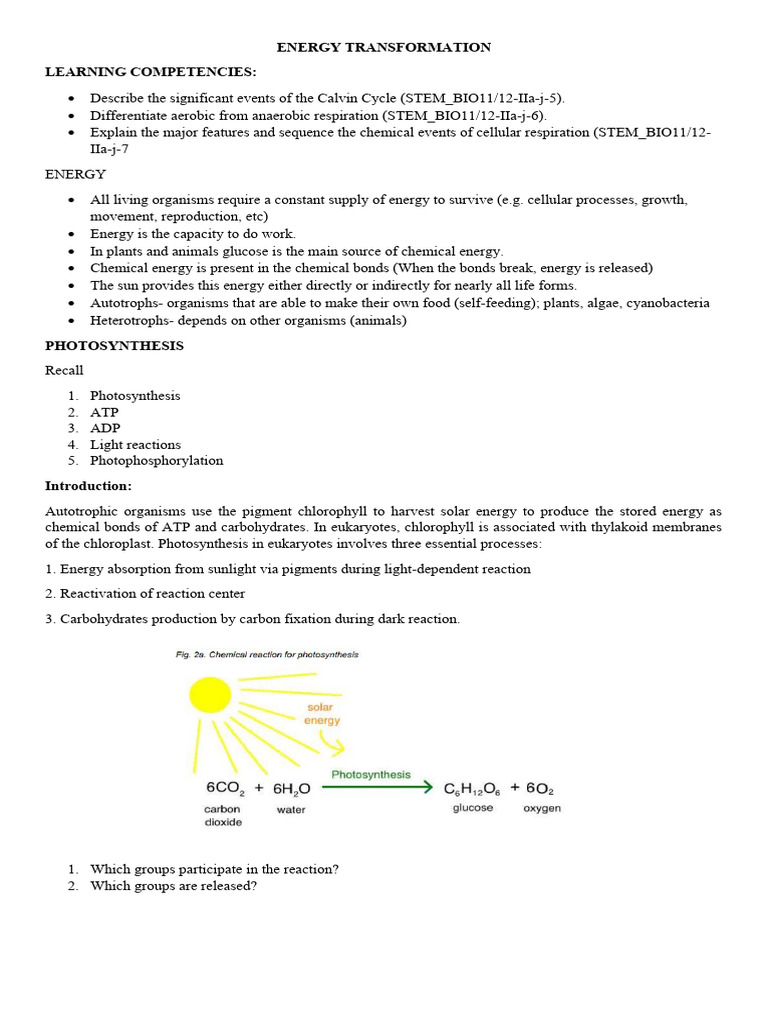 Energy Transformation | PDF | Photosynthesis | Physical Sciences