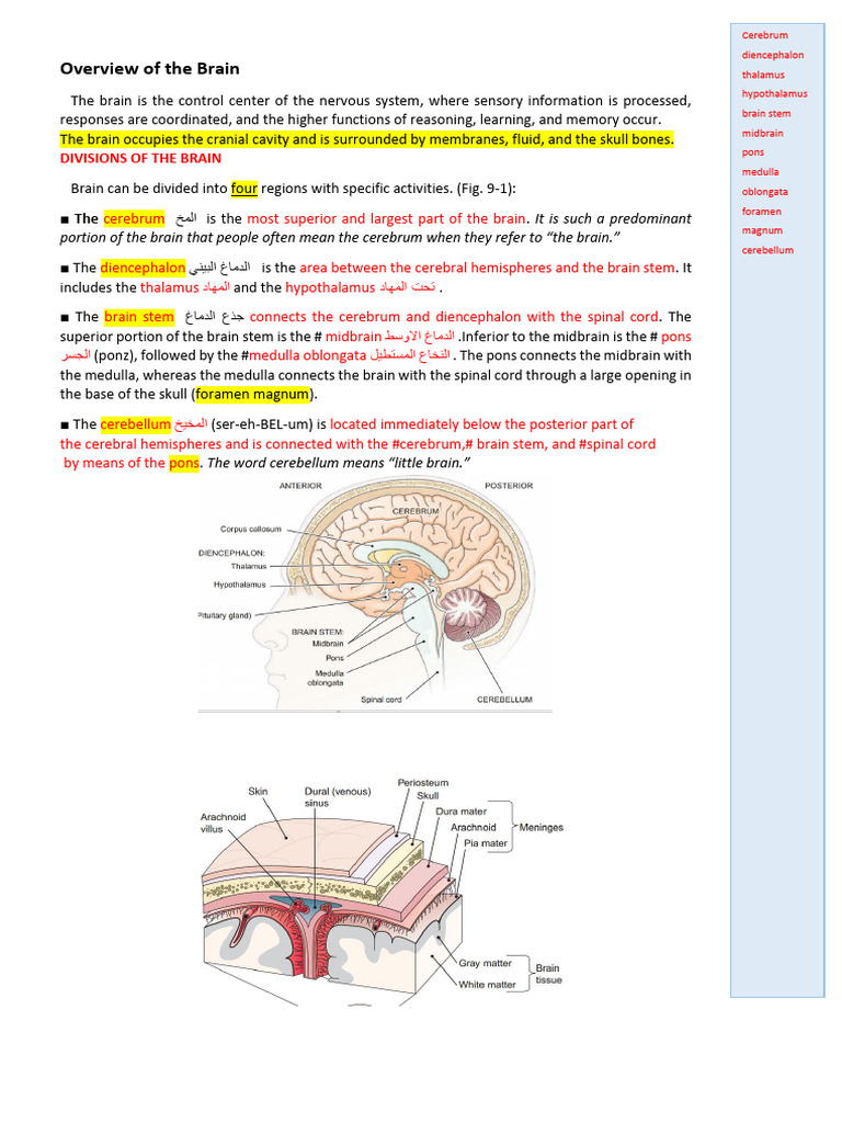 Chapter 9 - Brain | Download Free PDF | Brainstem | Cerebral Cortex