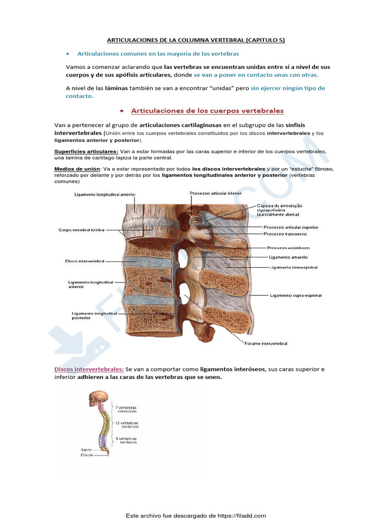 Articulaciones de La Columna Vertebral Autoguardado | PDF | La columna vertebral | Articulación