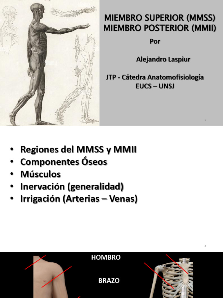 MMSS y MMII | PDF | Anatomía | Sistema esquelético