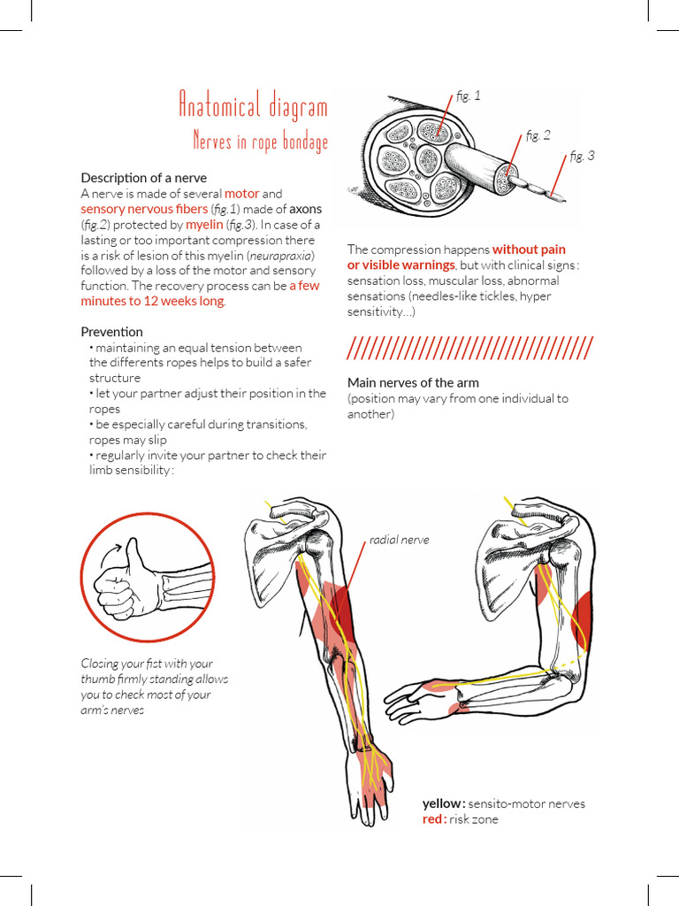 Nerve Graphic-Damage-en | Download Free PDF | Nerve | Nervous System